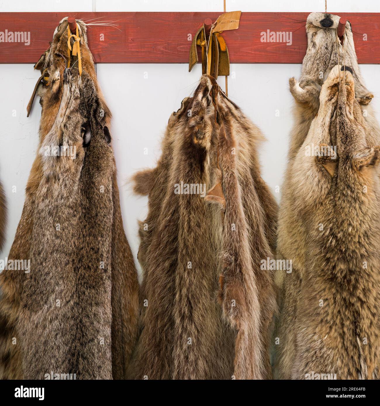 Animal pelts at Grand Portage National Monument in Minnesota Stock ...