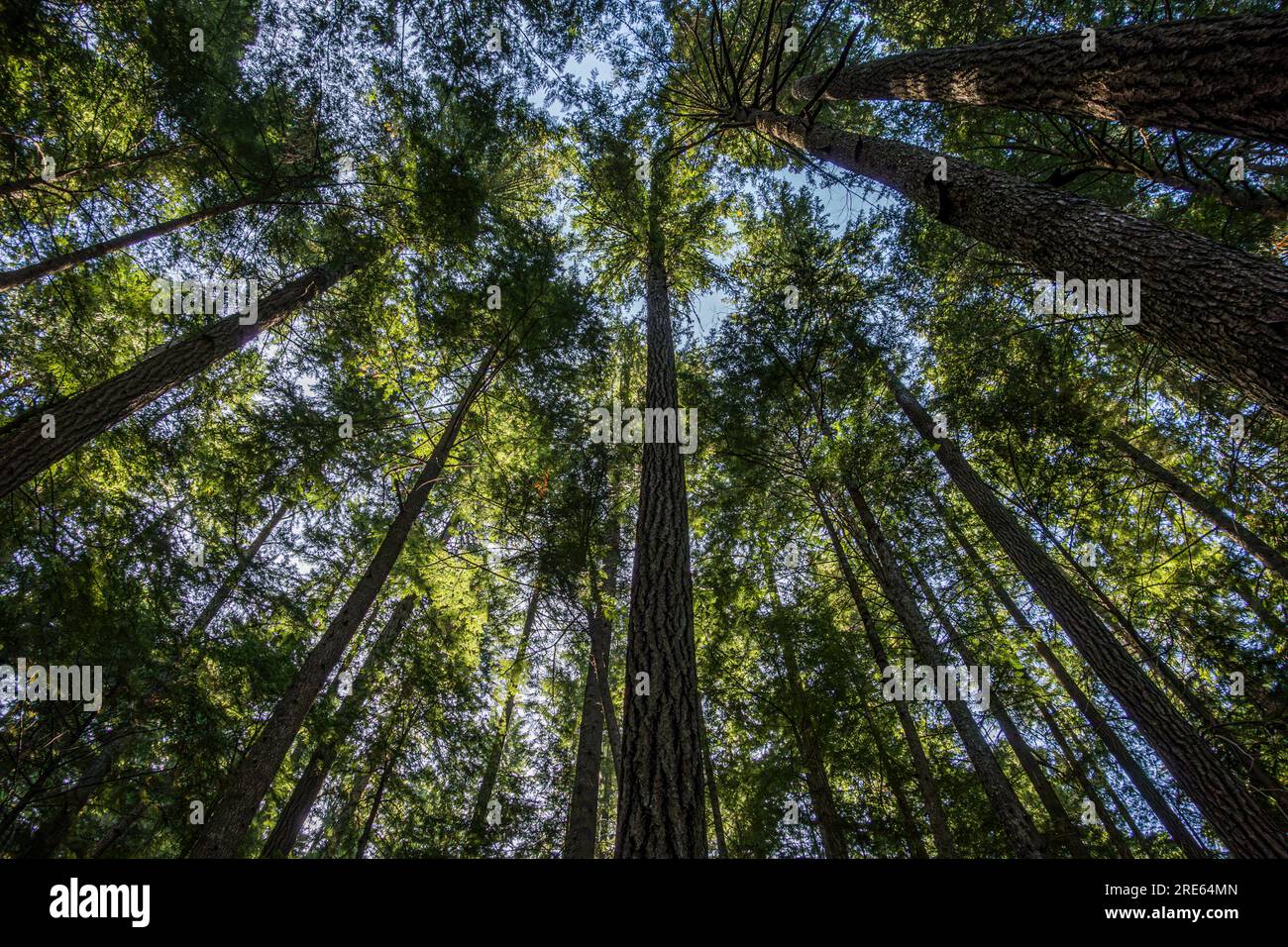 Big trees british columbia hi-res stock photography and images - Alamy