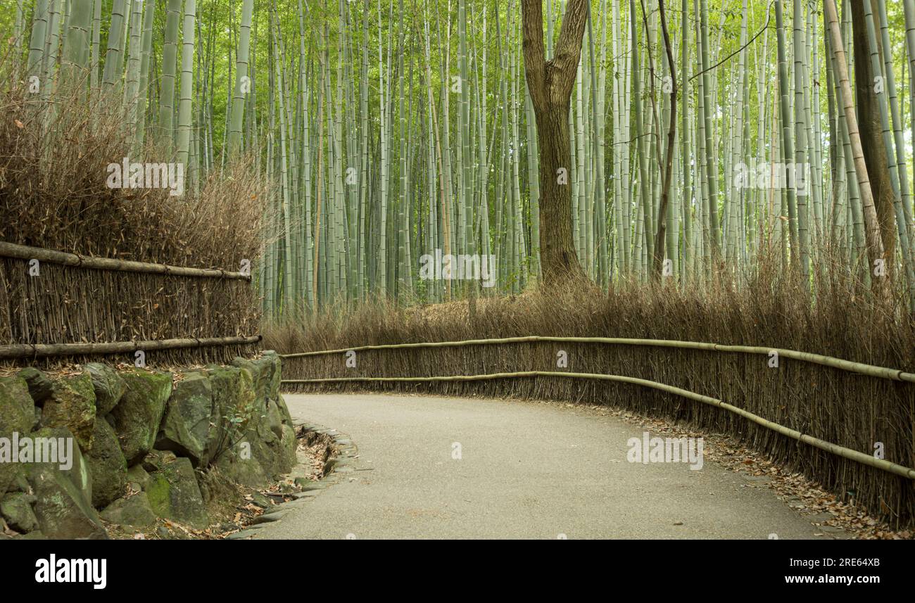 A path through a bamboo forest in Arashiyama, Kyoto, Japan Stock Photo ...