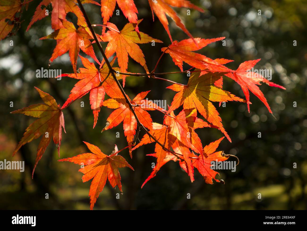 Red maple leaves in autumn in the garden at Tenryuji, a Buddhist temple ...