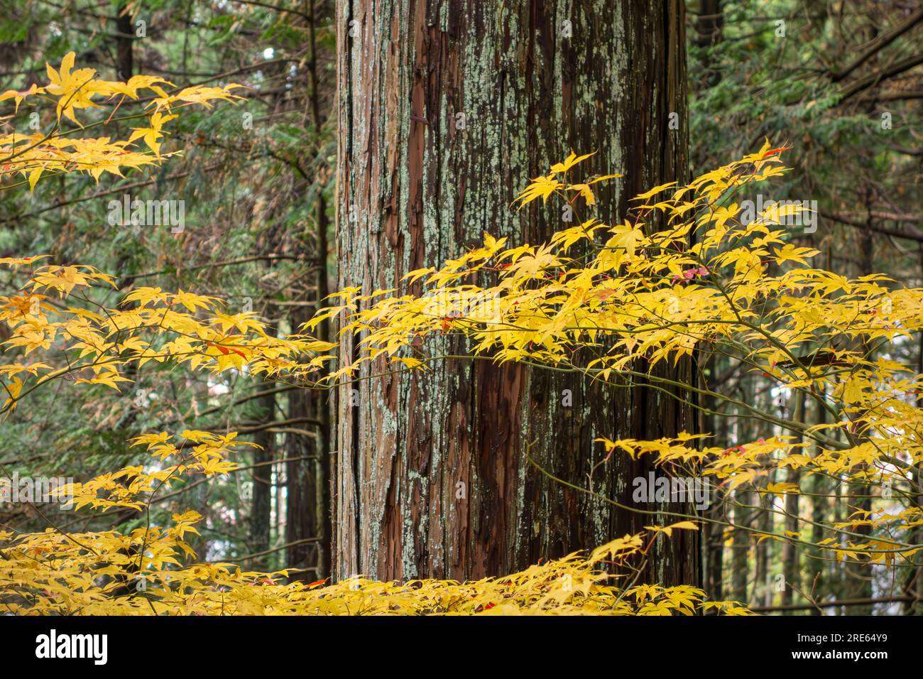 Yellow autumn leaves and a cedar tree at Higashiyama Park in Takayama ...
