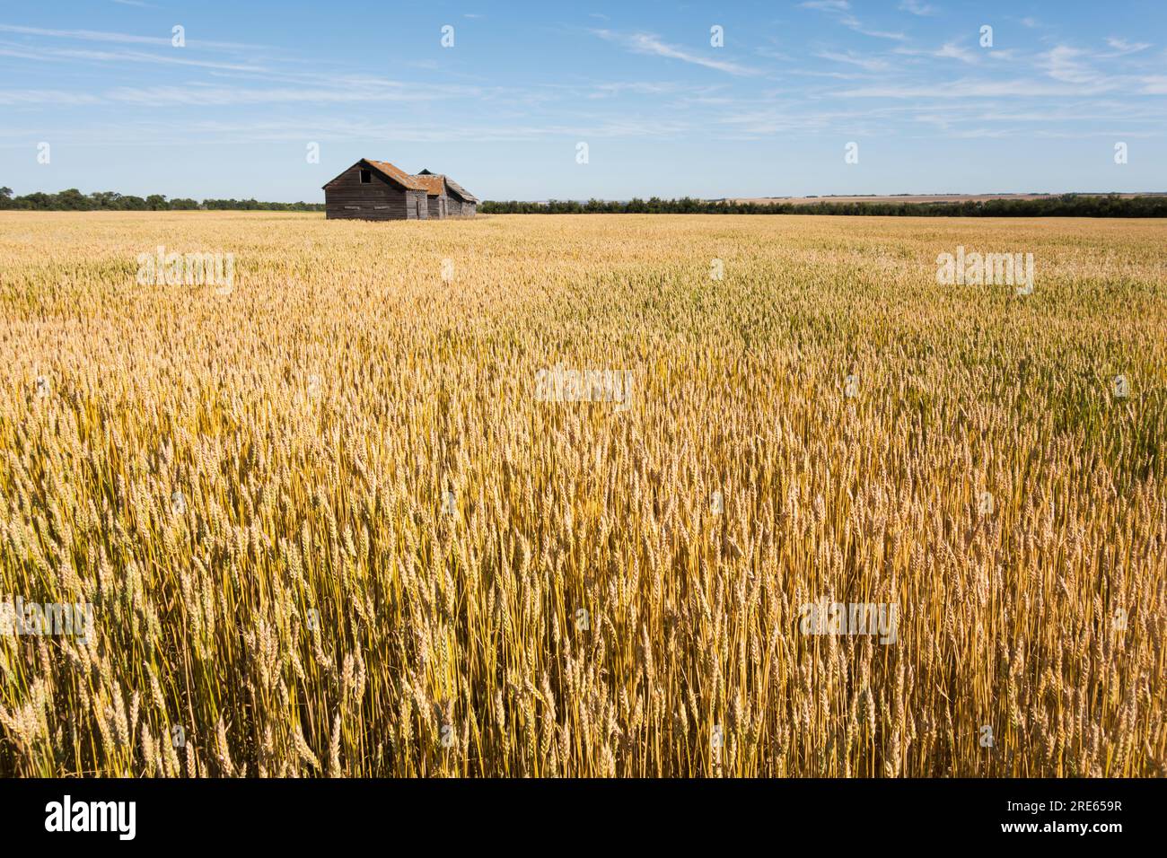 A wheat field and an abandoned house on the prairie of Saskatchewan ...