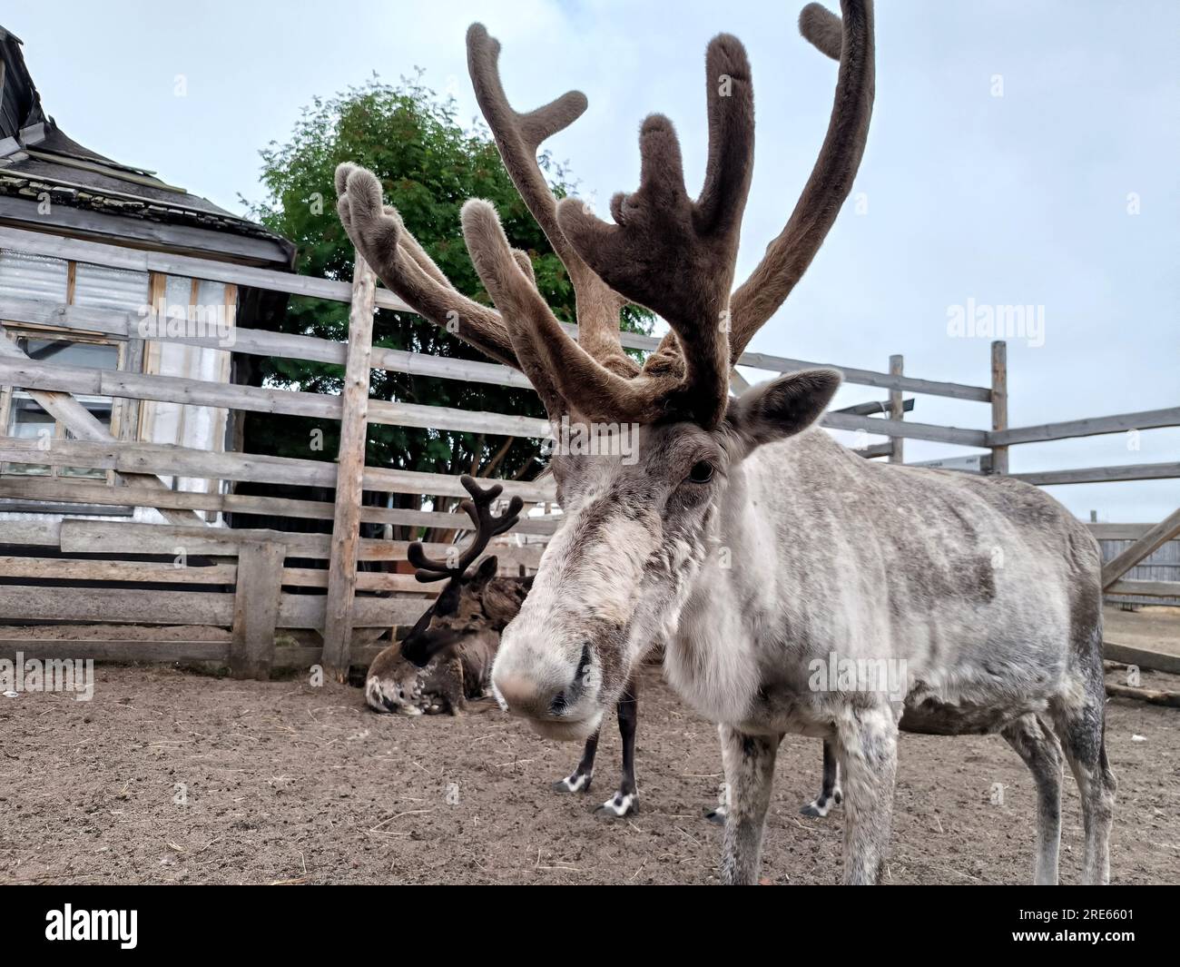 Russian Federation. Murmansk region. The village of Teriberka. The ...