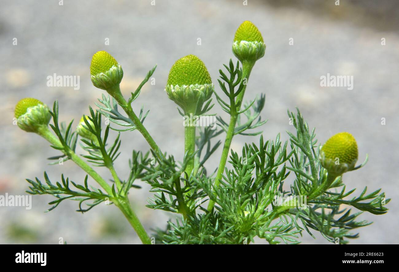 Fragrant chamomile (Matricaria discoidea) grows in the wild Stock Photo ...