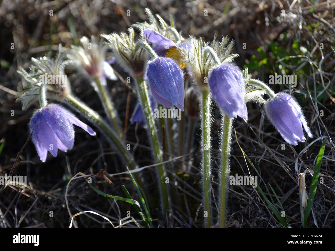 Beautiful hairy plant pulsatilla hi-res stock photography and images ...