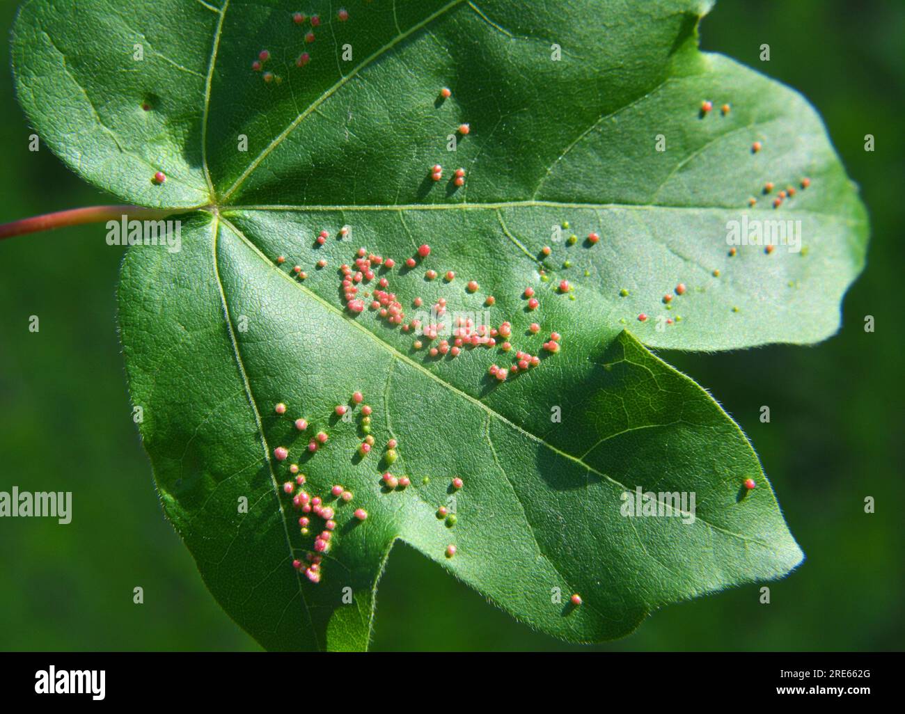Galls on a maple hi-res stock photography and images - Alamy