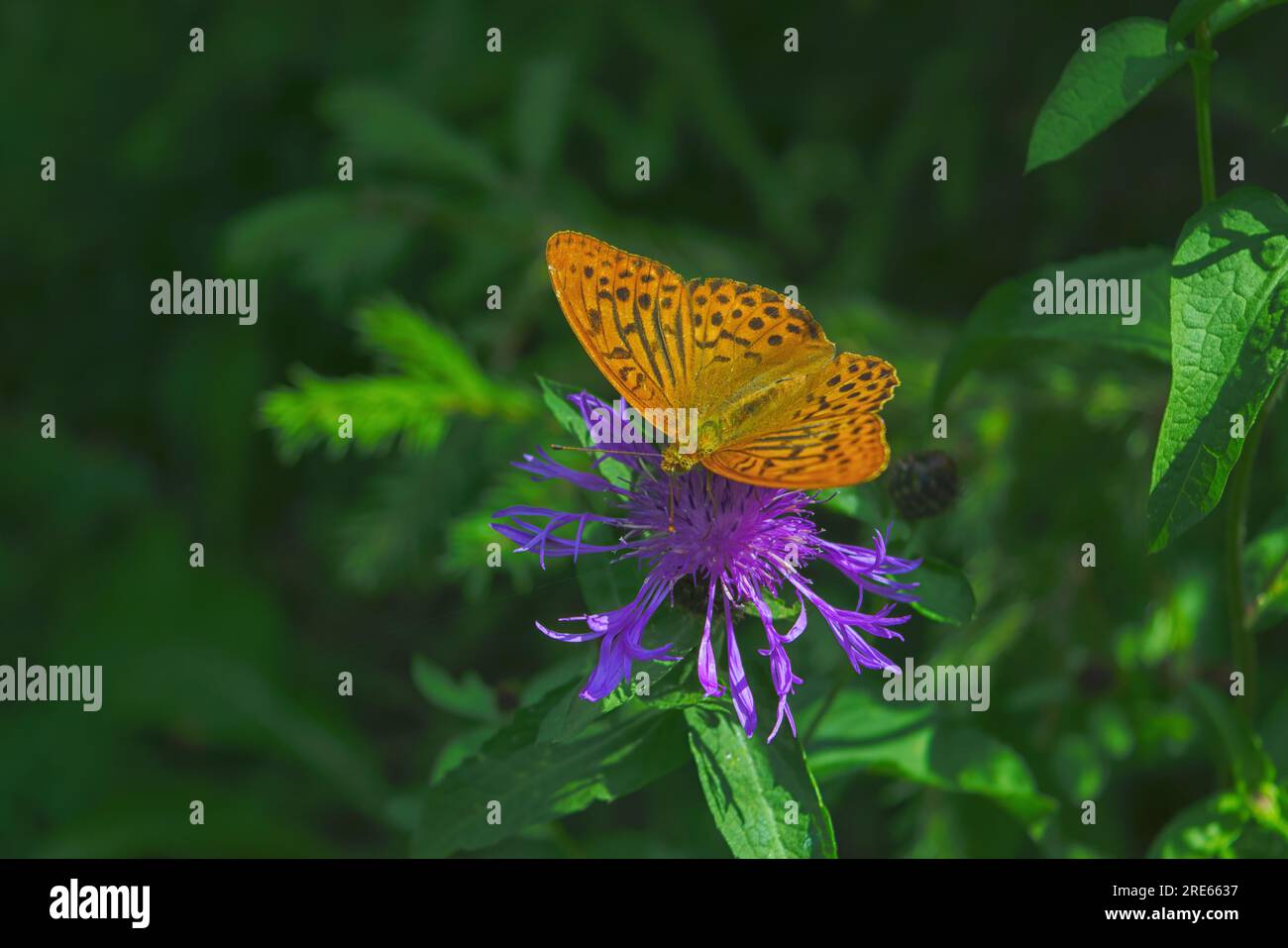 Butterfly fritillary with open orange wings with dots dotted on a ...