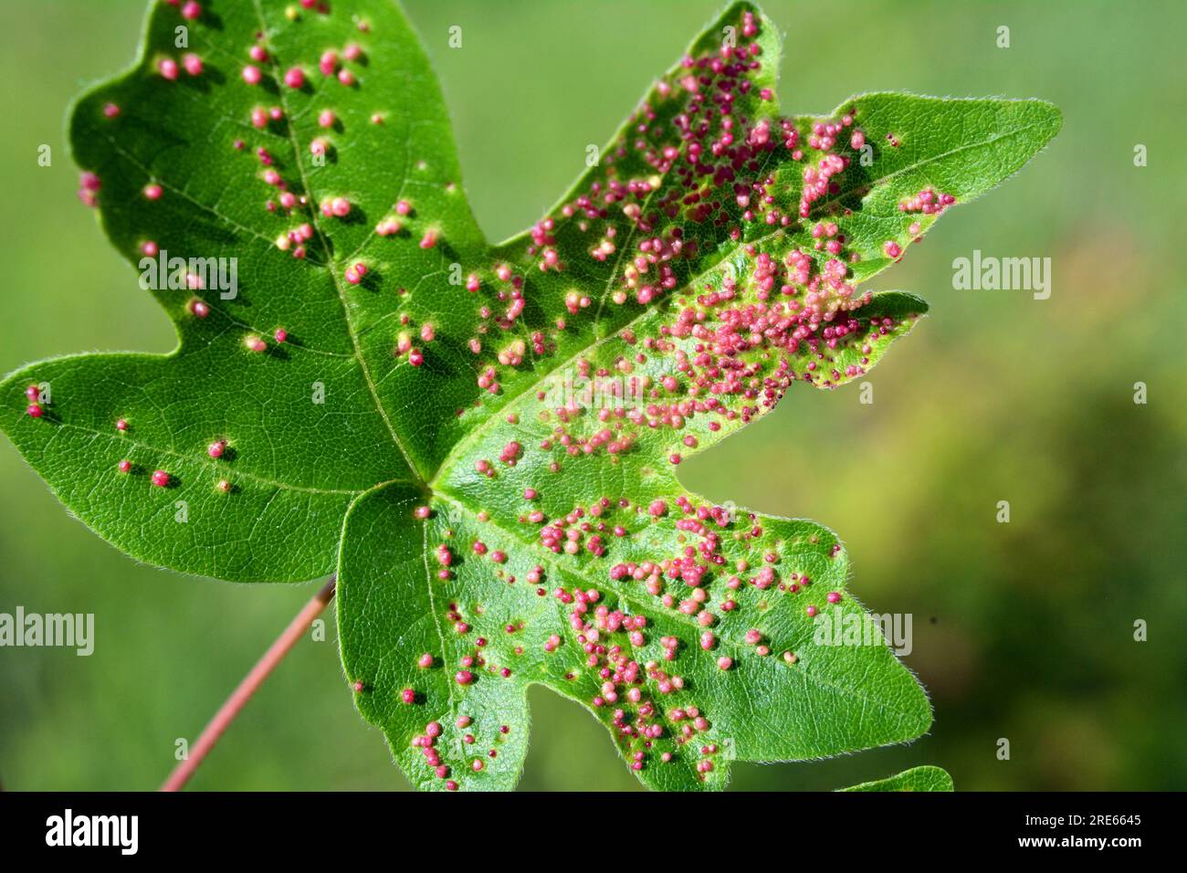 Aceria myriadeum is a species of mites in the family Eriophyidae and ...