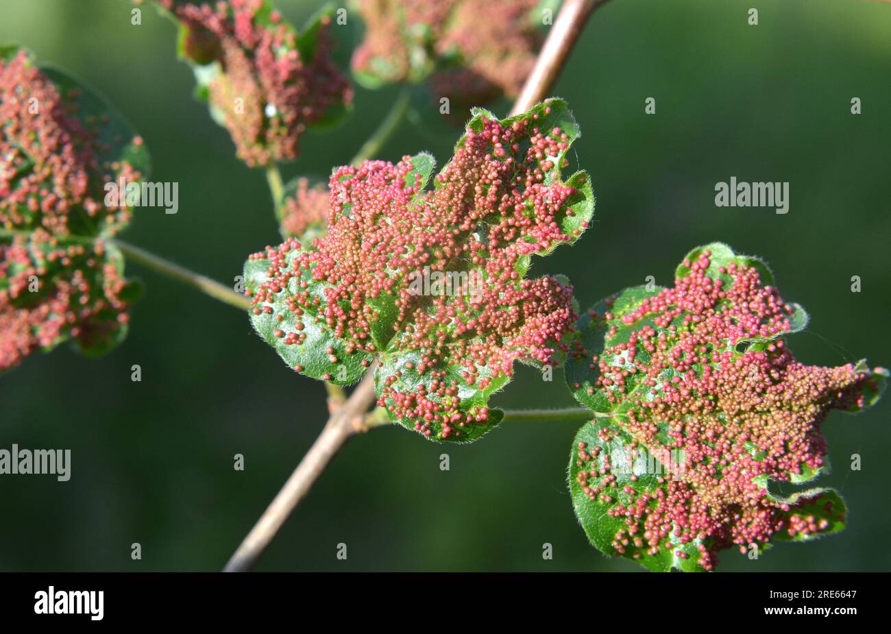 Aceria myriadeum is a species of mites in the family Eriophyidae and ...