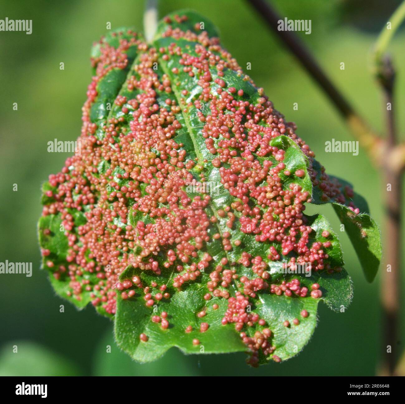 Aceria myriadeum is a species of mites in the family Eriophyidae and ...