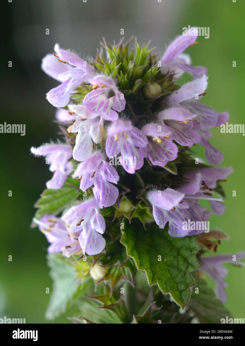 In summer, ballota nigra blooms in the wild Stock Photo - Alamy