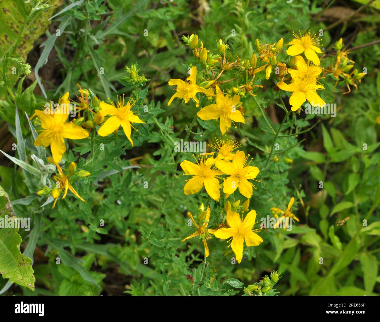 In the wild in the forest bloom St. John's wort (hypericum perforatum ...