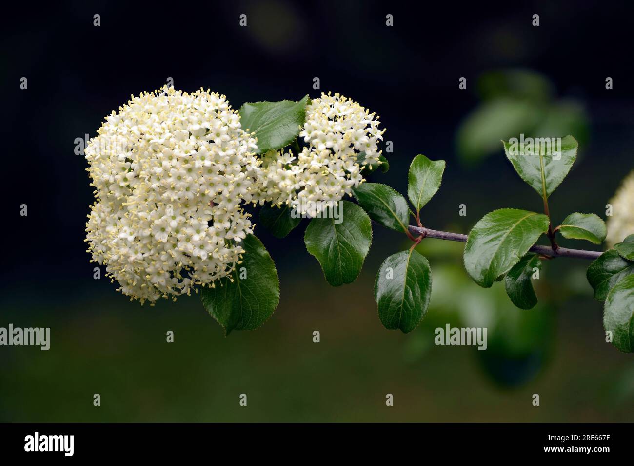Viburnum prunifolium (known as blackhaw or black haw, blackhaw viburnum ...