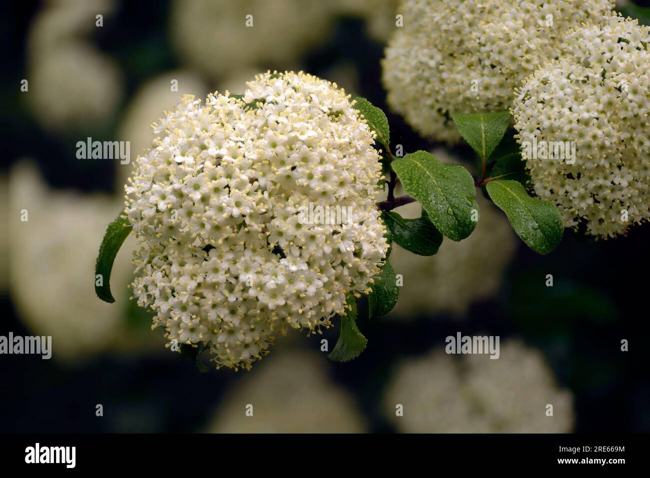 Viburnum prunifolium (known as blackhaw or black haw, blackhaw viburnum ...