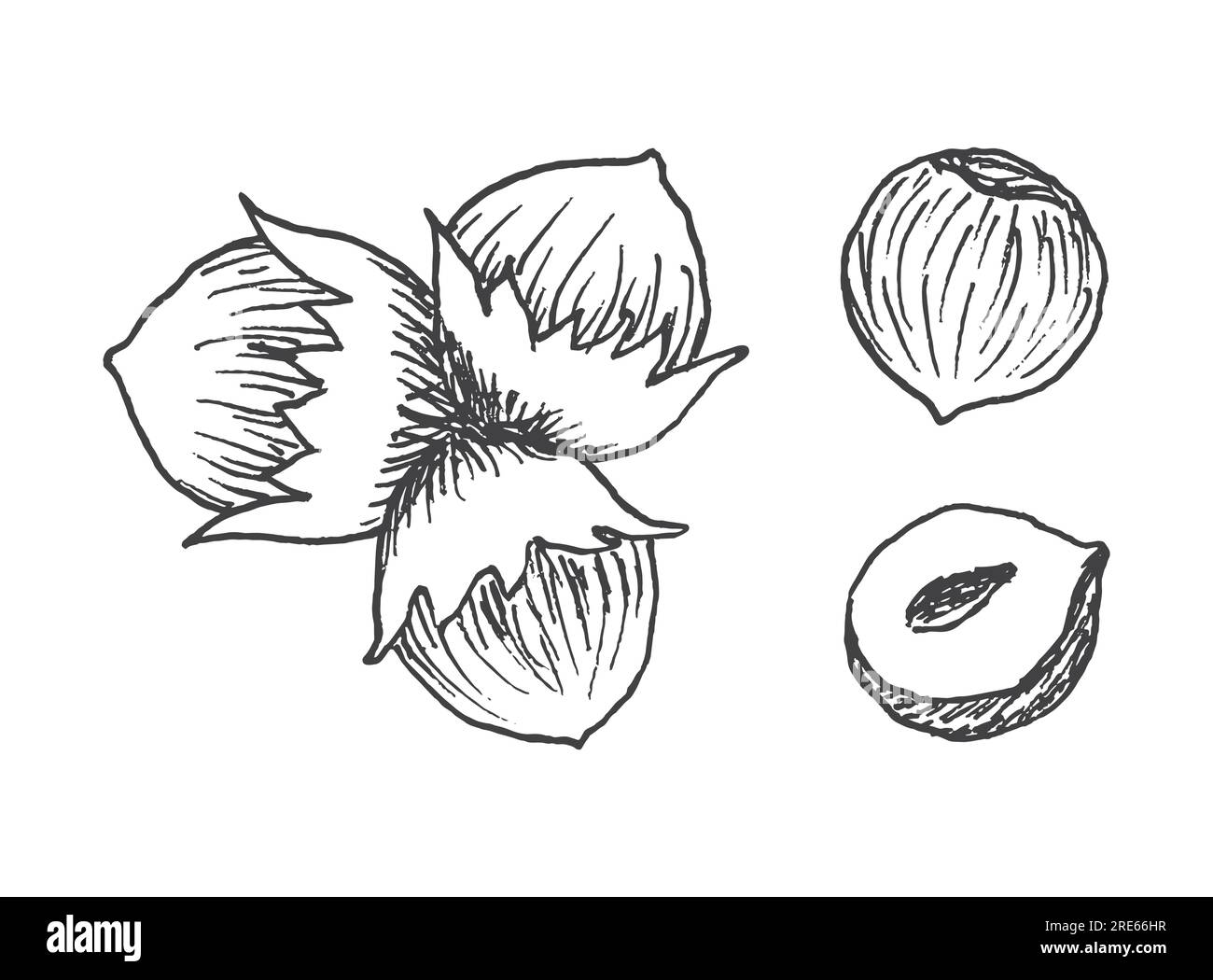 Set of detailed hand drawn hazelnuts isolated on white background Stock ...