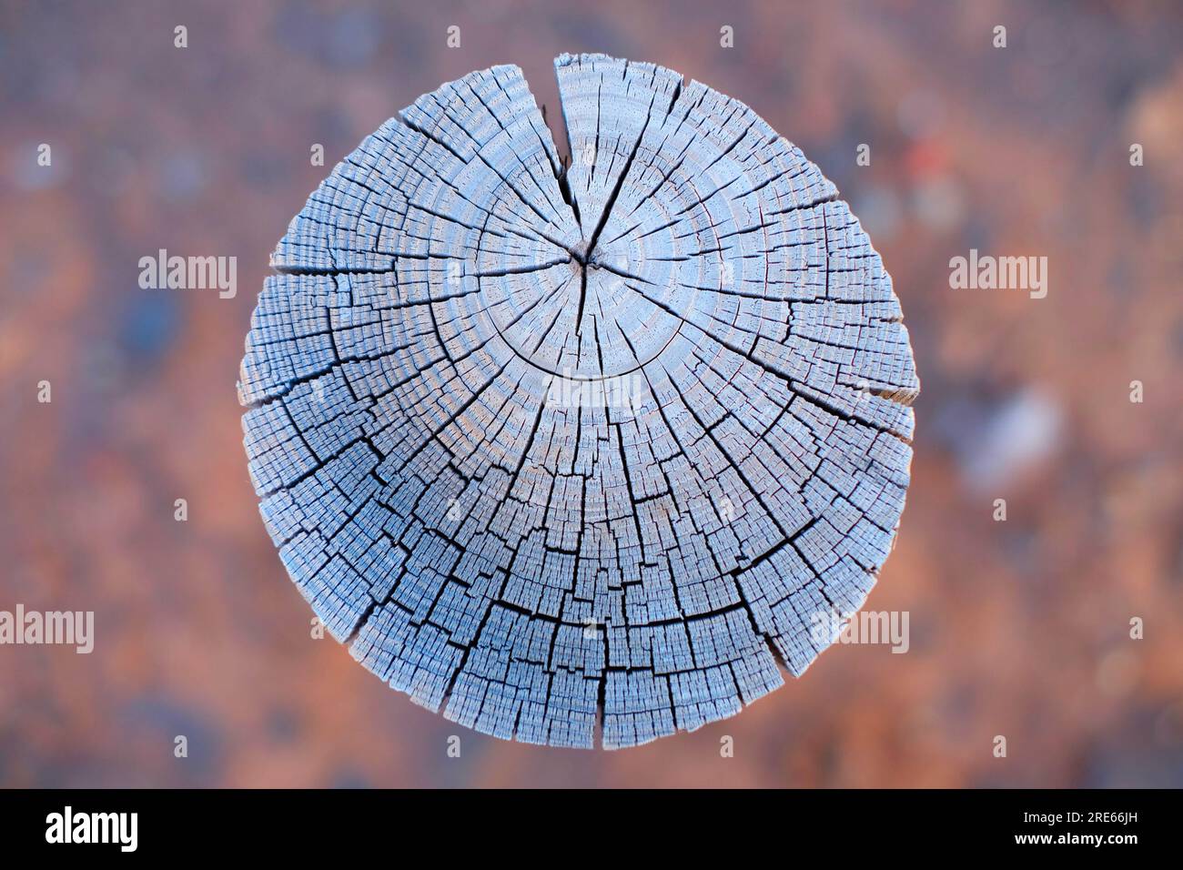 Beautiful weathered timber stump, concepts of wood, trees, and logging ...