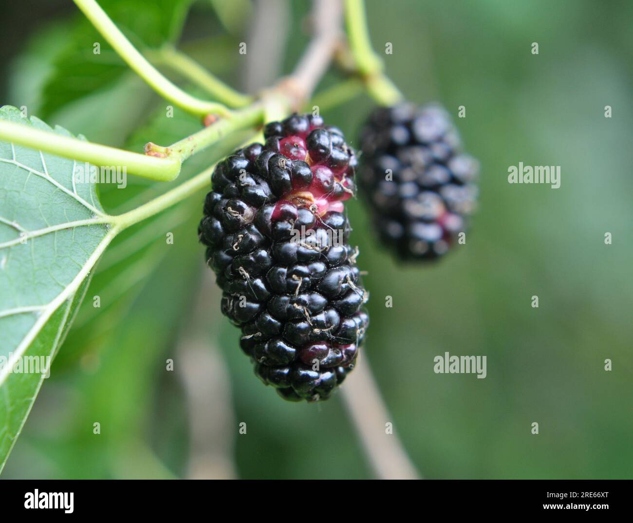 Mulberry tree morus nigra with mulberries hi-res stock photography and ...