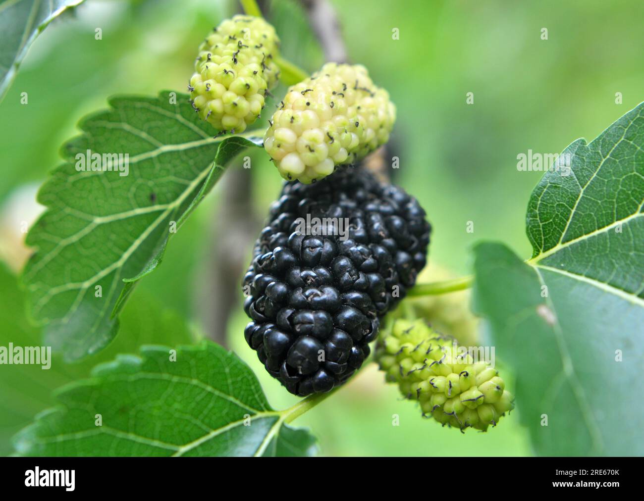 Close up of black mulberry berries (Morus nigra) ripen on a tree branch ...