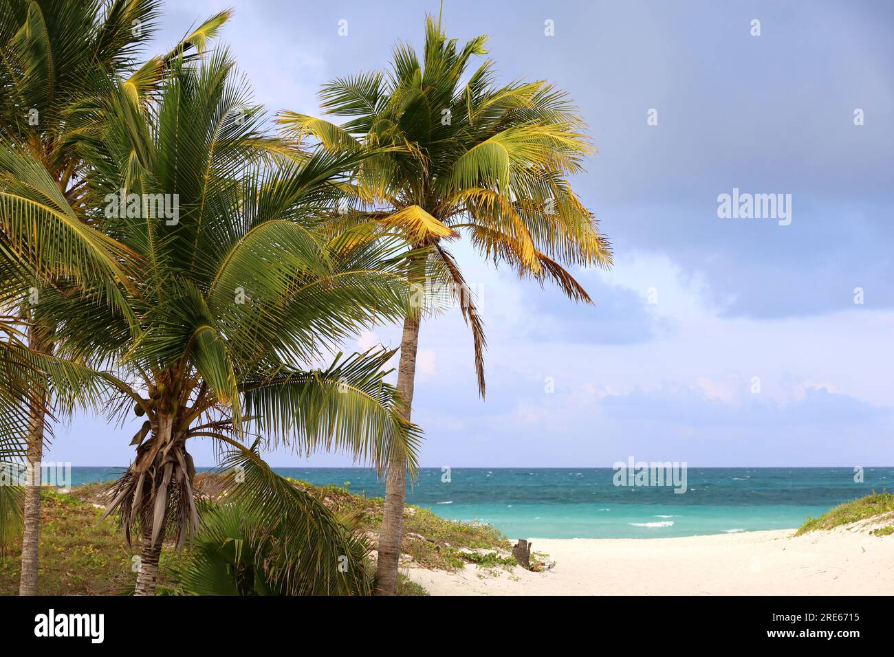 Tropical beach path palm trees hi-res stock photography and images - Alamy