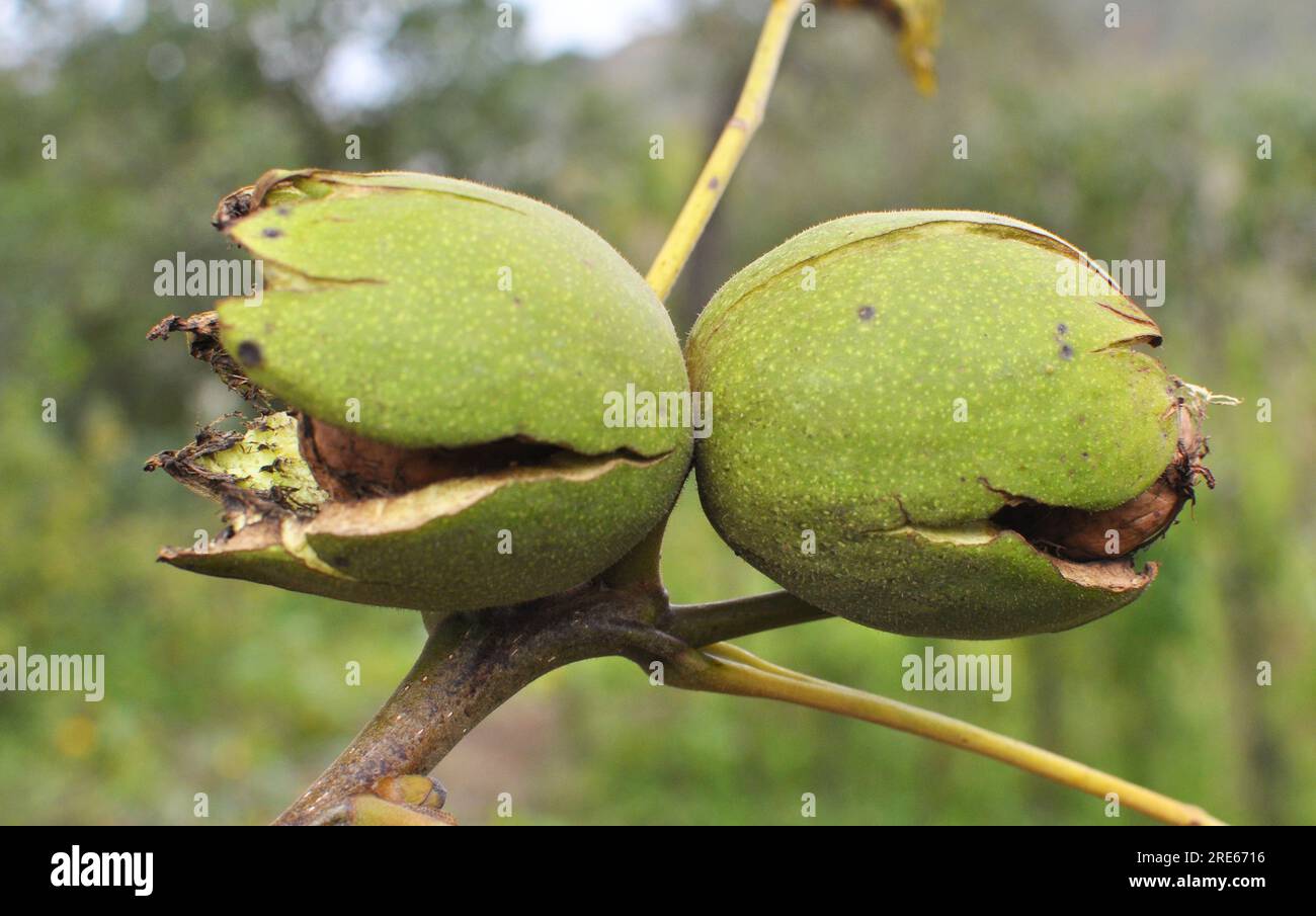 On a branch of a tree mature walnut with a cracked green shell Stock ...