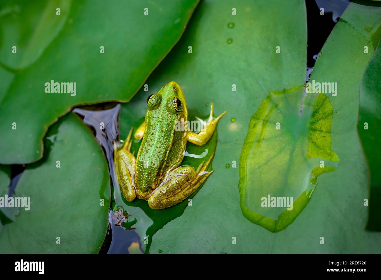 Frog resting. One green pool frog sitting on leaf. Pelophylax lessonae ...