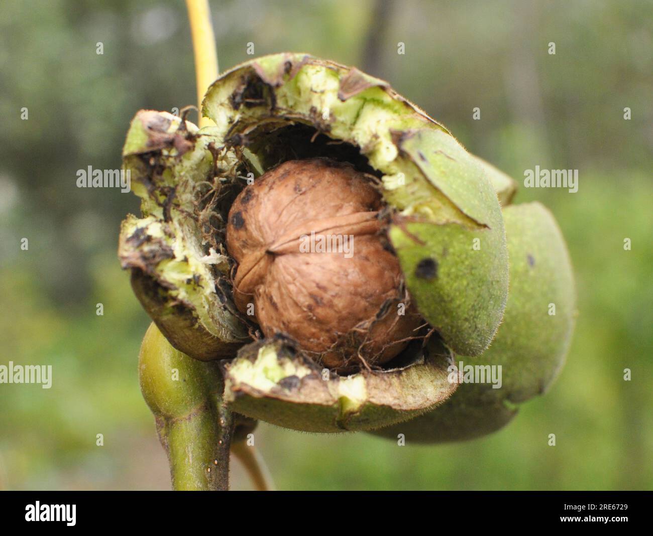 Walnut tree garden hi-res stock photography and images - Alamy