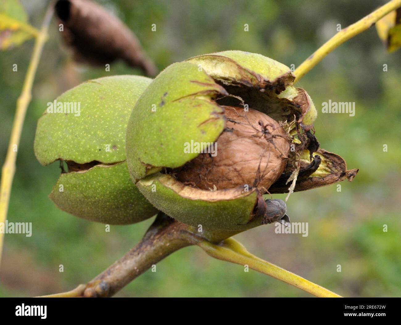 On a branch of a tree mature walnut with a cracked green shell Stock ...