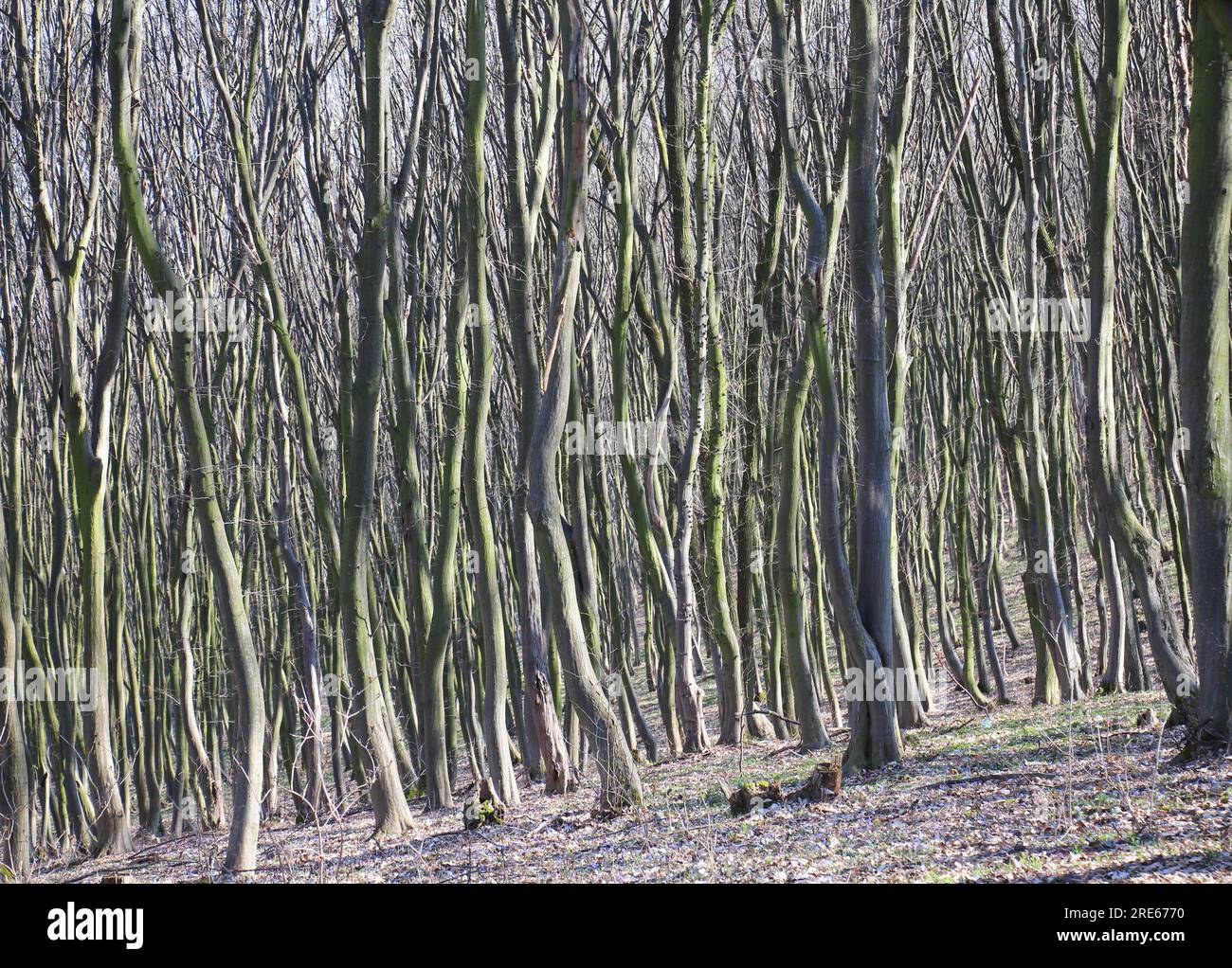 Hornbeam trees mature wood grow in the forest Stock Photo - Alamy