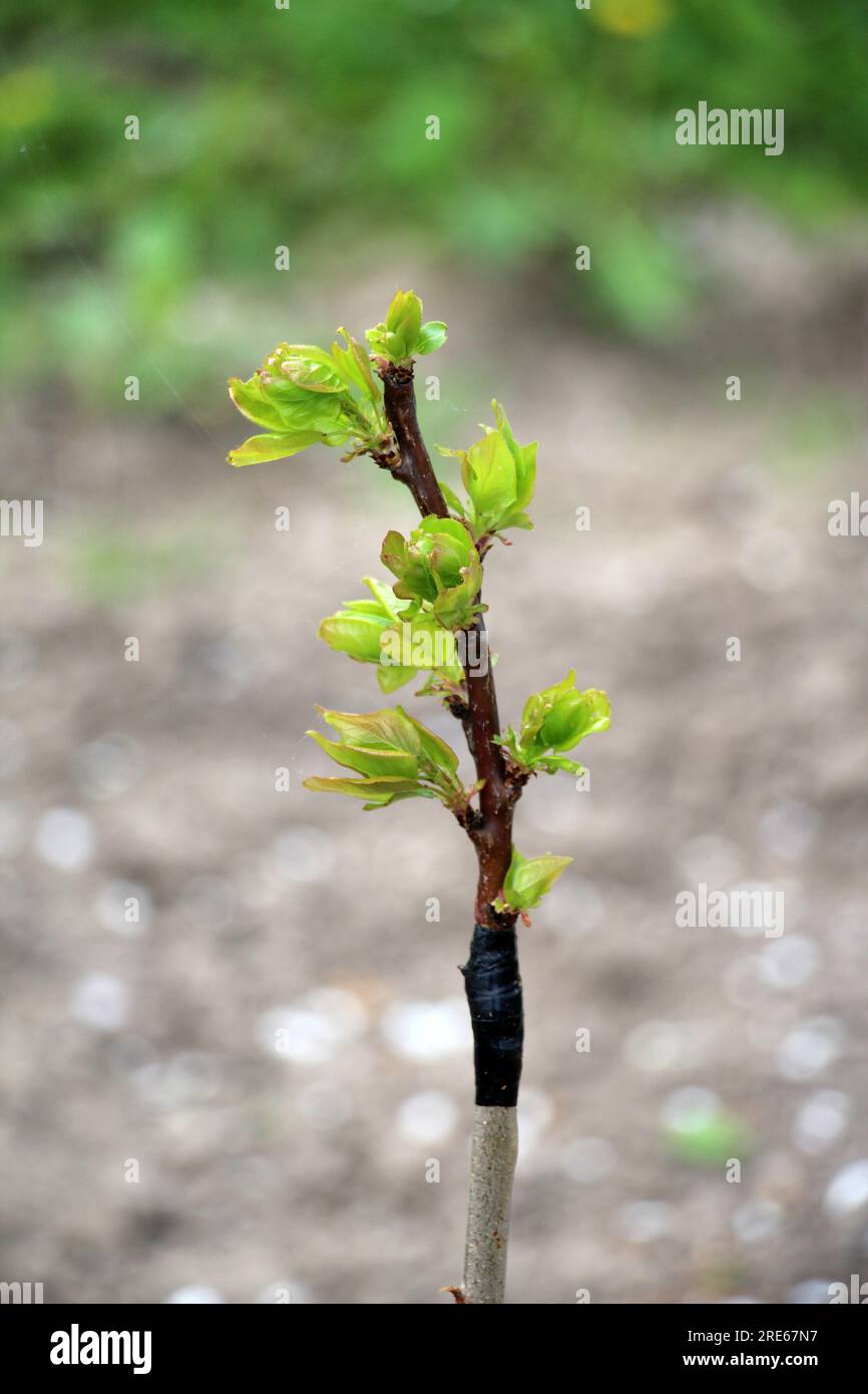 Graft tree hi-res stock photography and images - Alamy