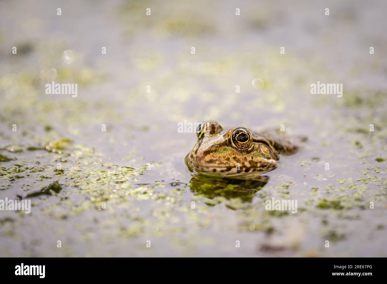 One pool frog is swimming in water. Pelophylax lessonae in the ...