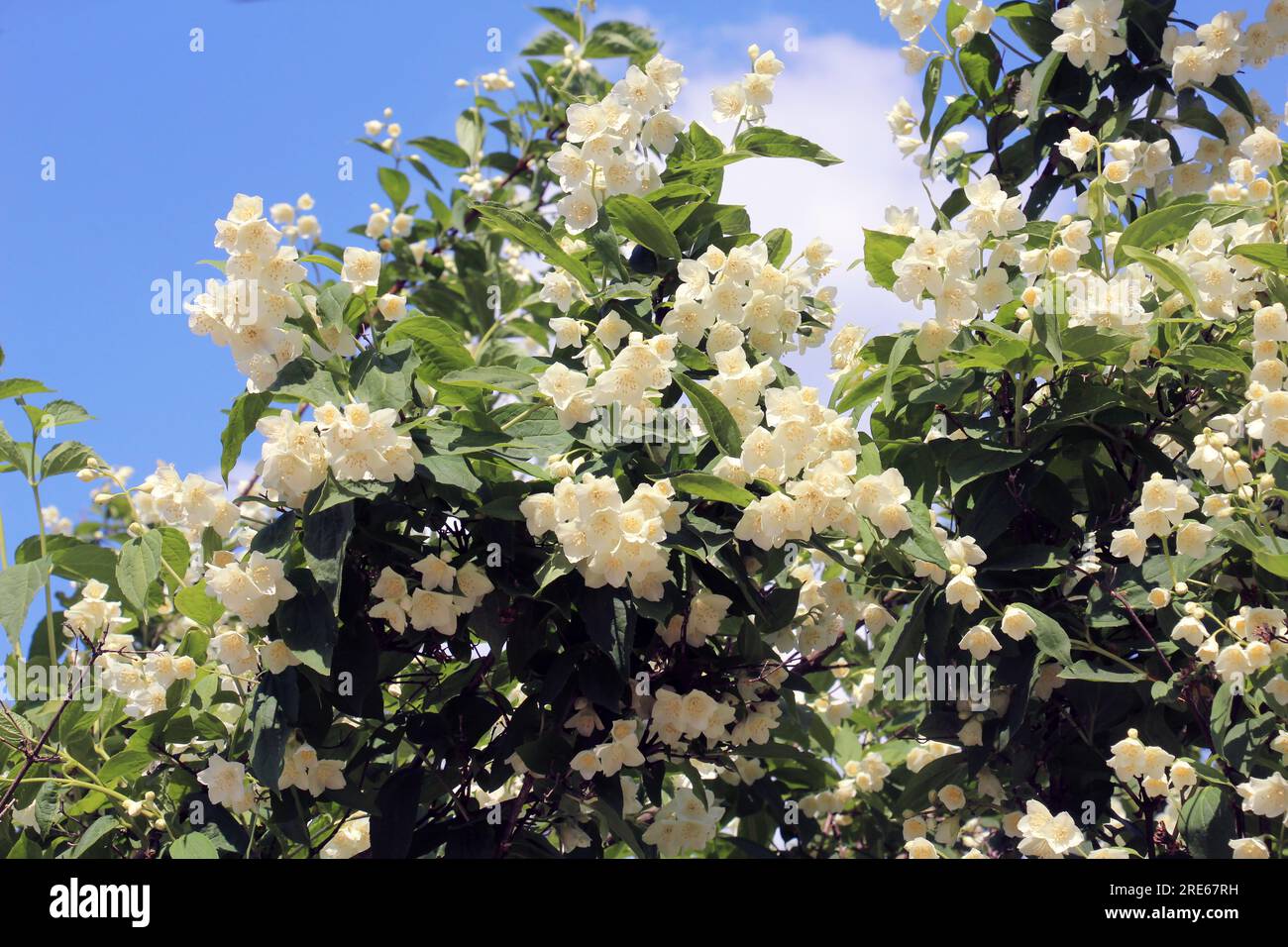 Spring blooms in the garden jasmine bush Stock Photo - Alamy