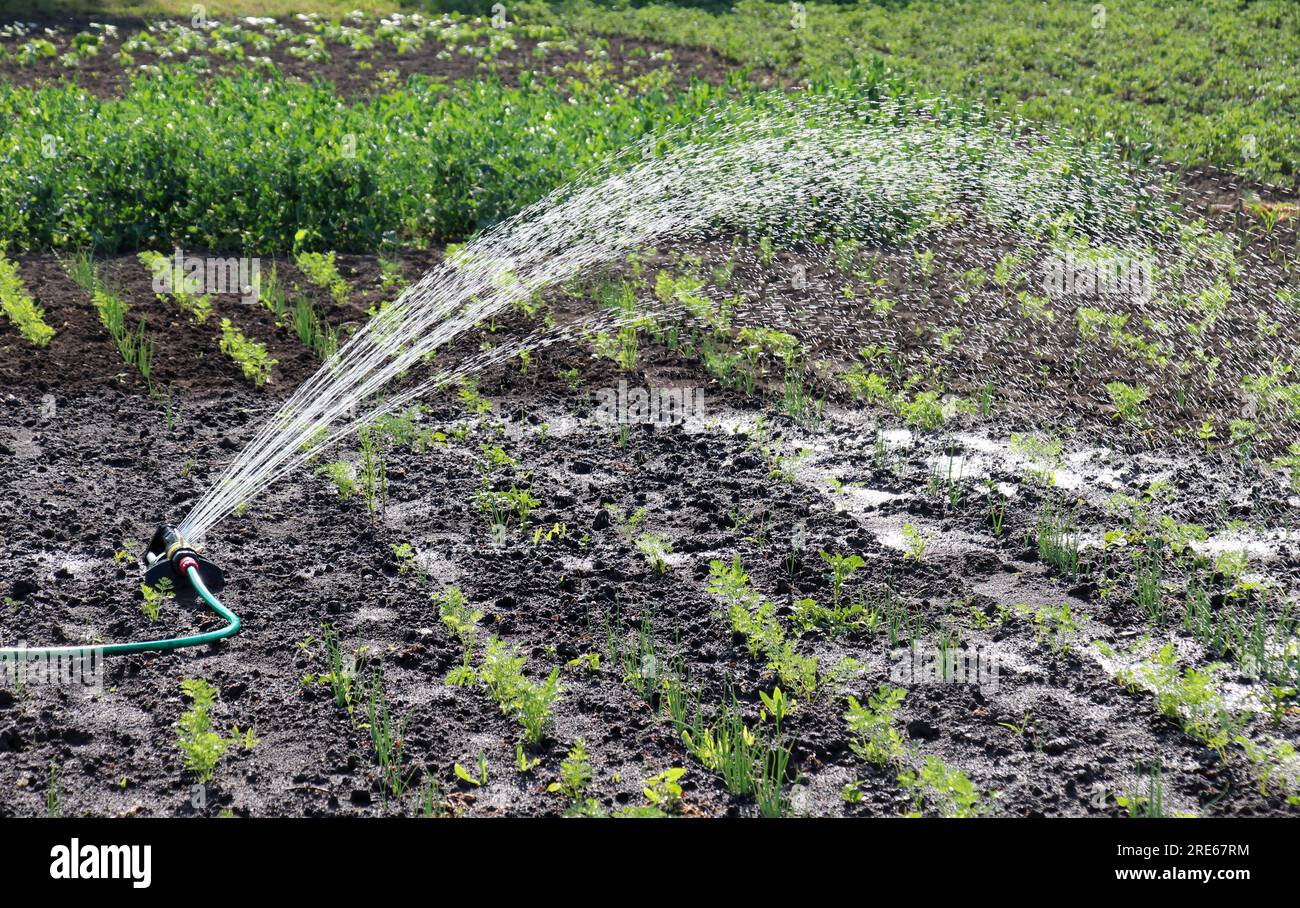 Irrigation gardening in backyard sprinkler hi-res stock photography and ...