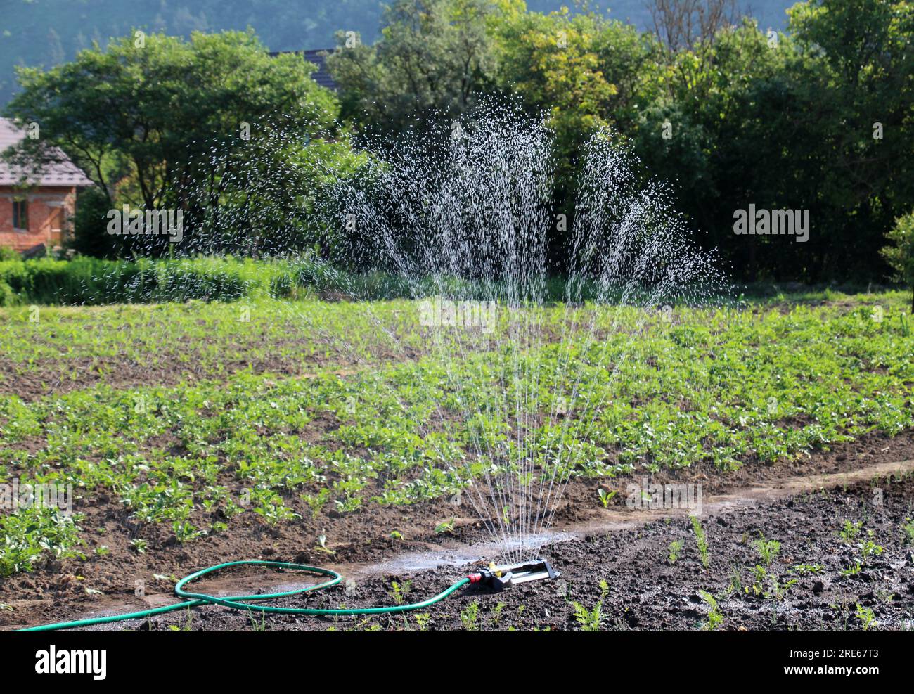 Irrigation gardening in backyard sprinkler hi-res stock photography and ...