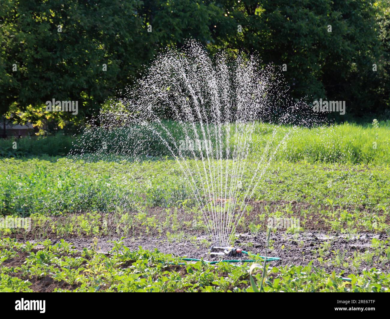 In summer, the garden works a sprinkler system irrigation Stock Photo ...