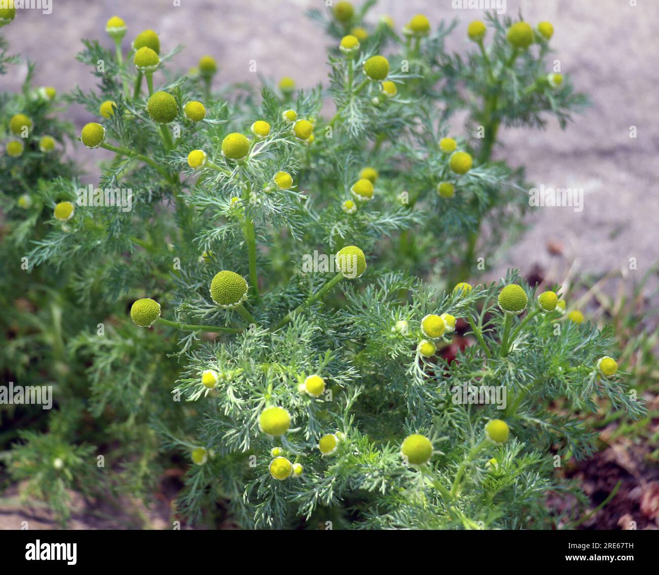 Fragrant chamomile (Matricaria discoidea) grows in the wild Stock Photo ...