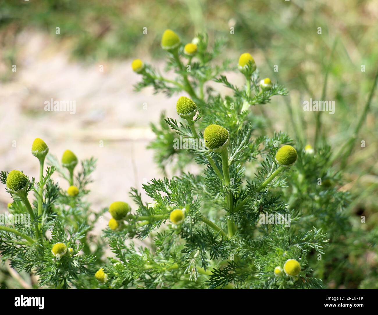 Fragrant chamomile (Matricaria discoidea) grows in the wild Stock Photo ...