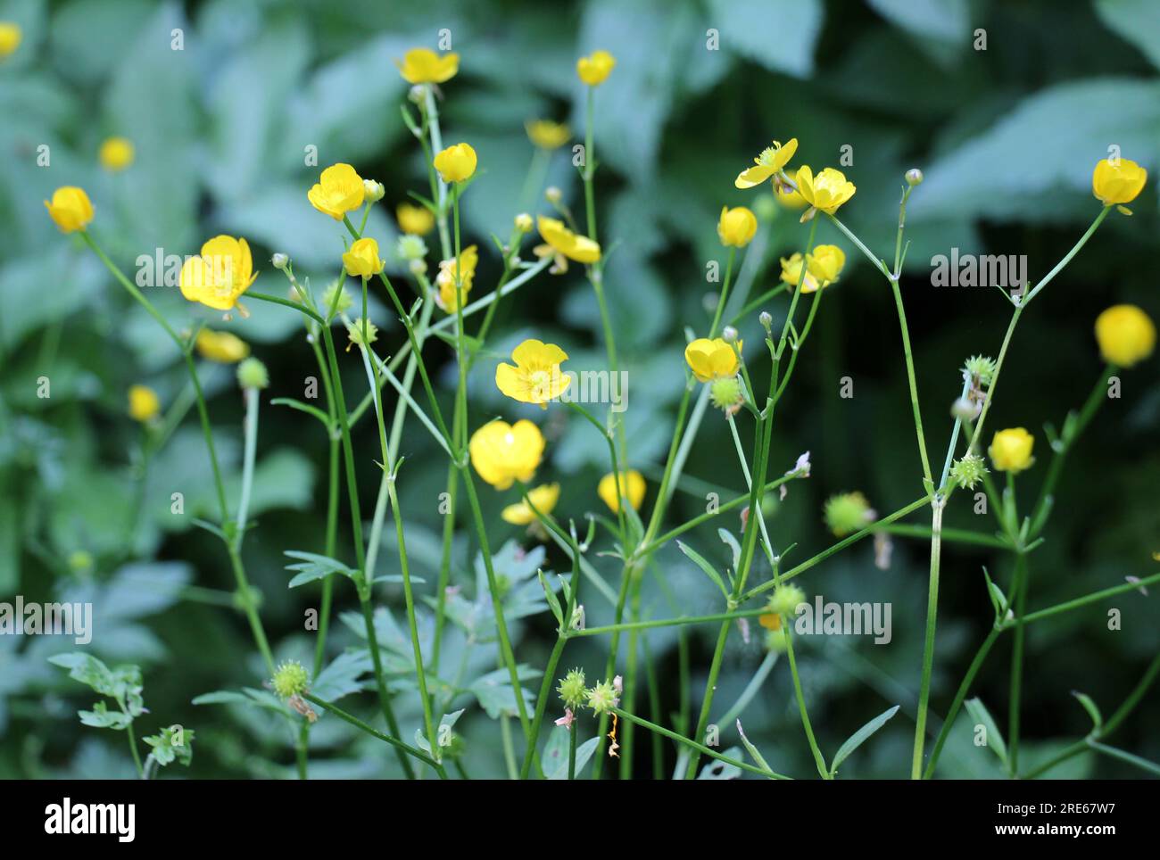 Creeping buttercup (Ranunculus repens) grows among grasses in the wild ...