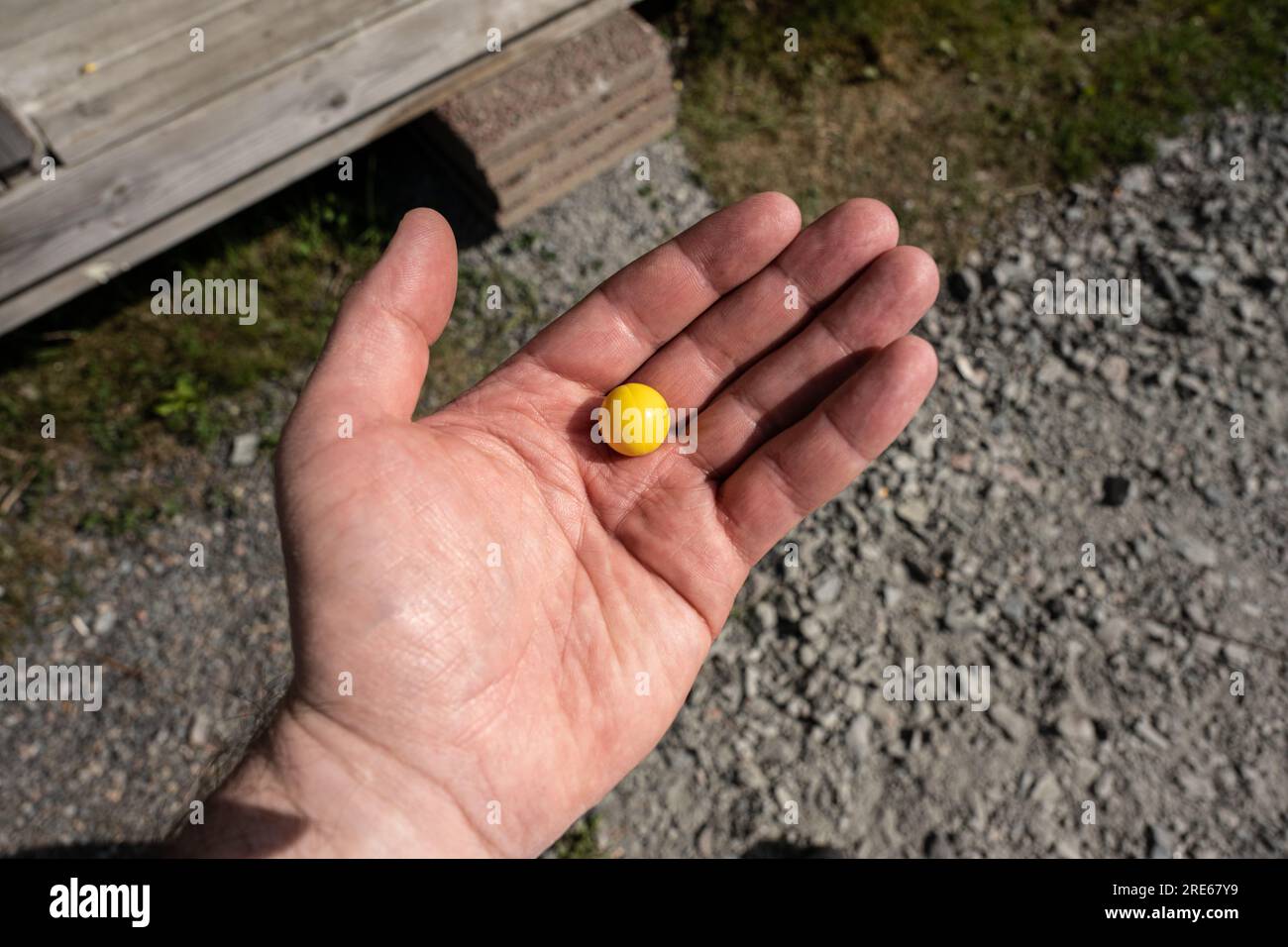 Yellow paintball shot in the palm of a hand Stock Photo - Alamy