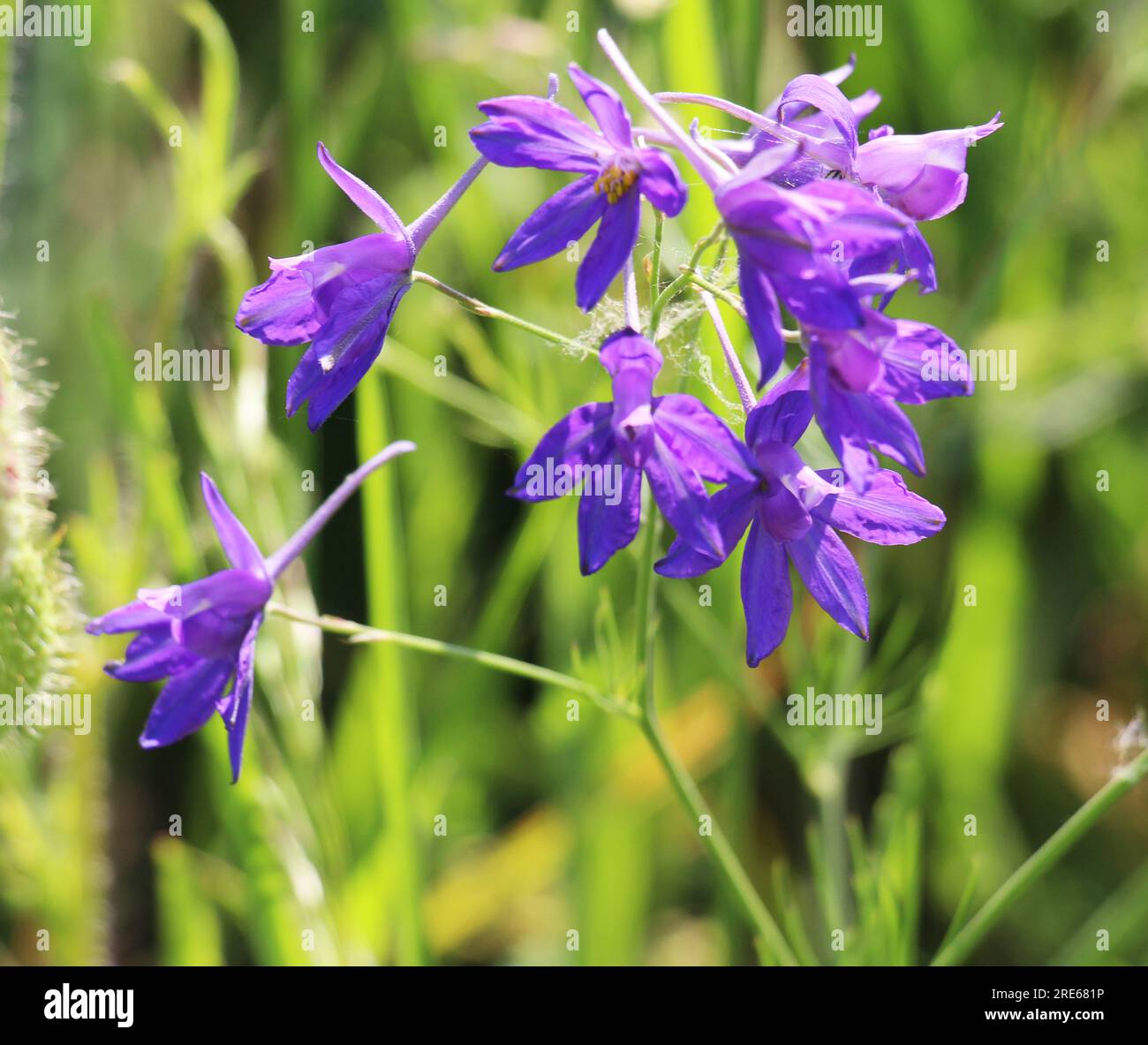 Consolida regalis blooms in the field among crops Stock Photo - Alamy