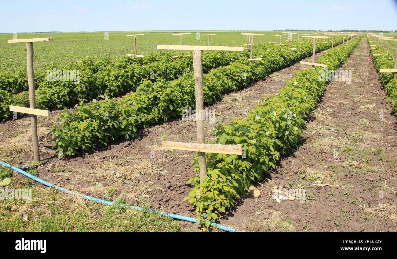 Growing raspberries on an industrial scale in open organic soil Stock ...