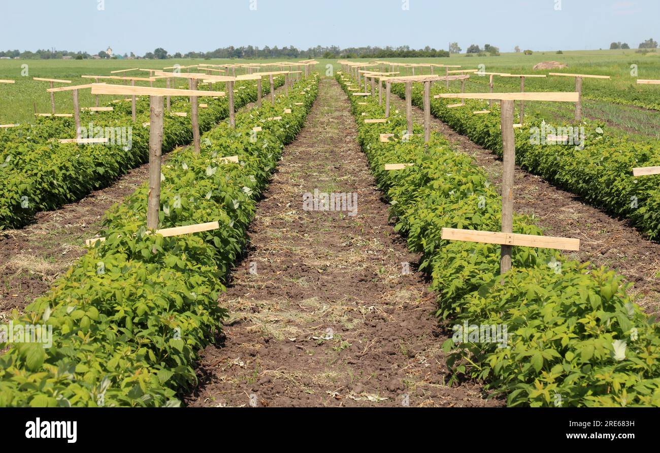 Growing raspberries on an industrial scale in open organic soil Stock ...