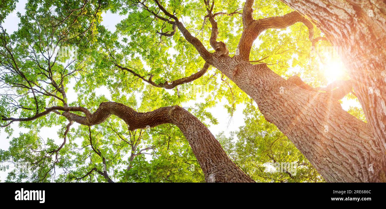 Old oak tree in sunlight in natural park in summer Stock Photo - Alamy