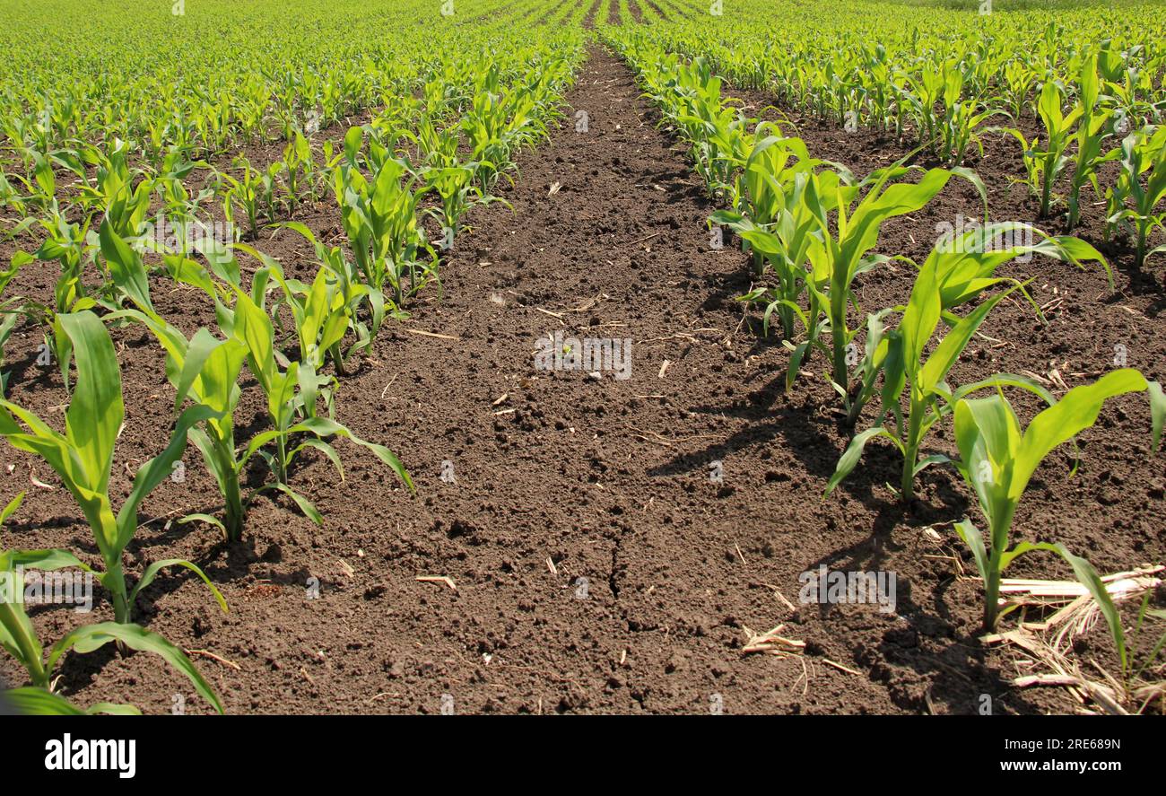Green sprouts corn in hi-res stock photography and images - Alamy