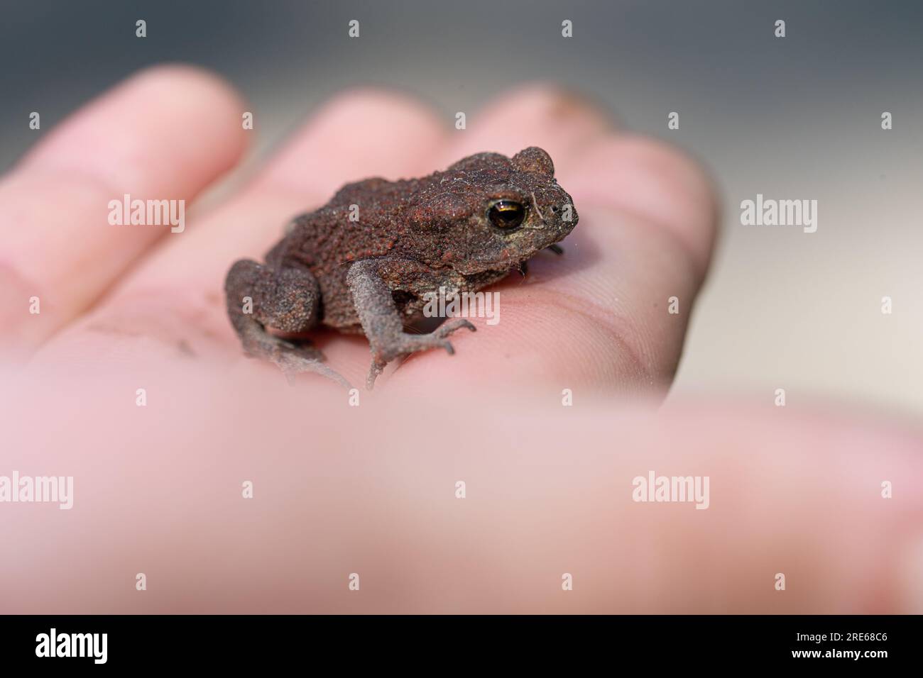 Small brown toad resting in a childs hand Stock Photo - Alamy
