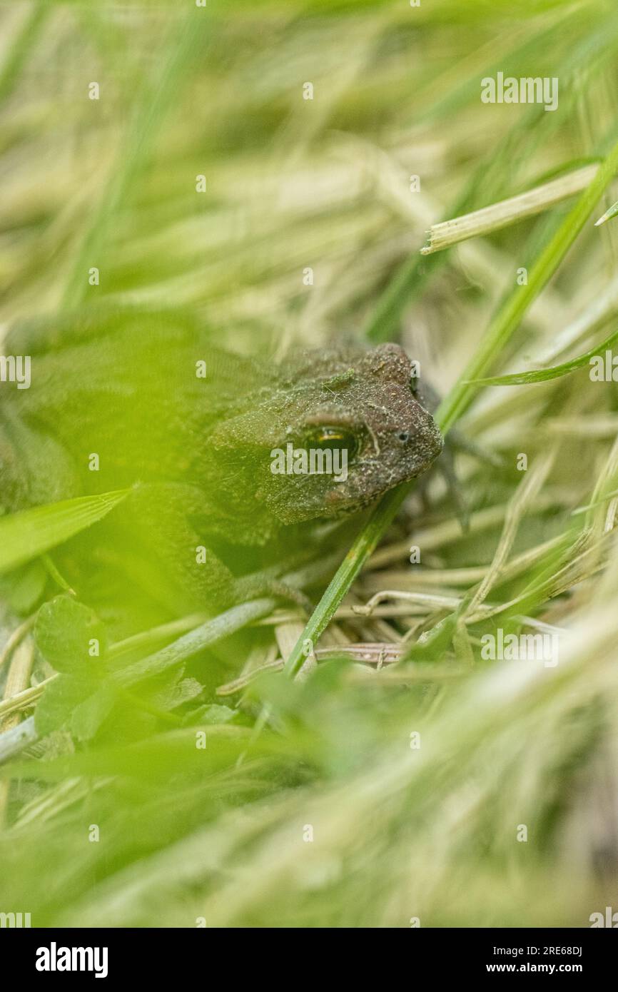 Brown sleeping frog hi-res stock photography and images - Alamy