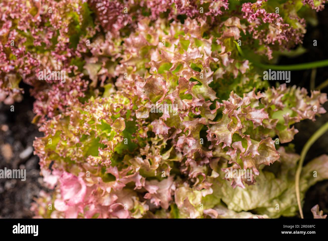 Red batavia garden hi-res stock photography and images - Alamy