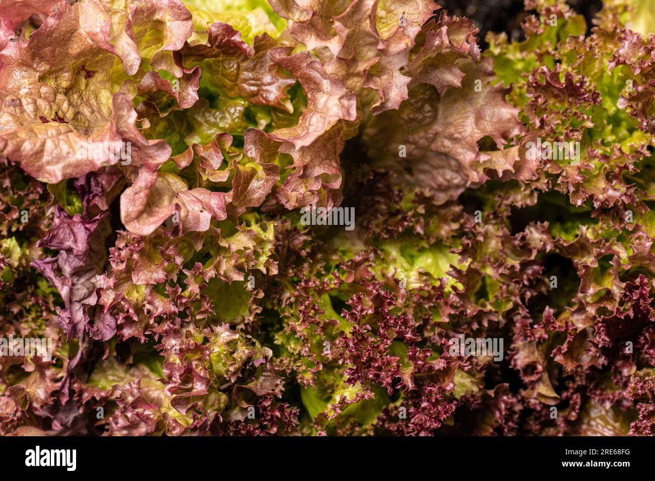 Red batavia garden hi-res stock photography and images - Alamy