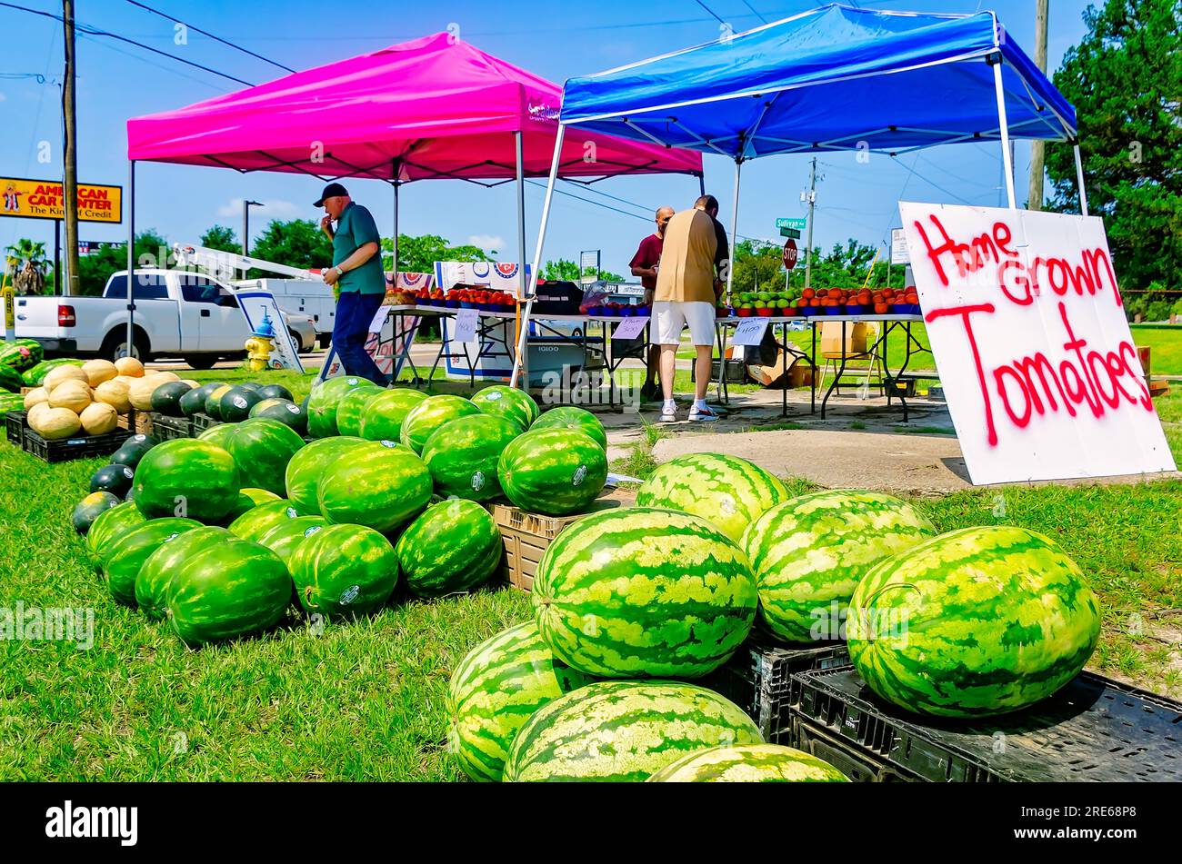 Customers inspect the watermelons at Randy Price’s fruit stand, June 27 ...