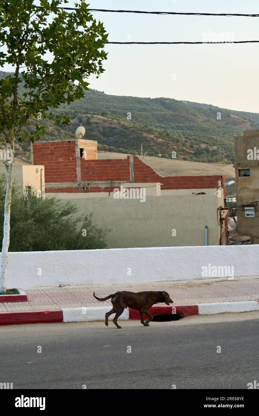 Domestic animals urban africa hi-res stock photography and images - Alamy