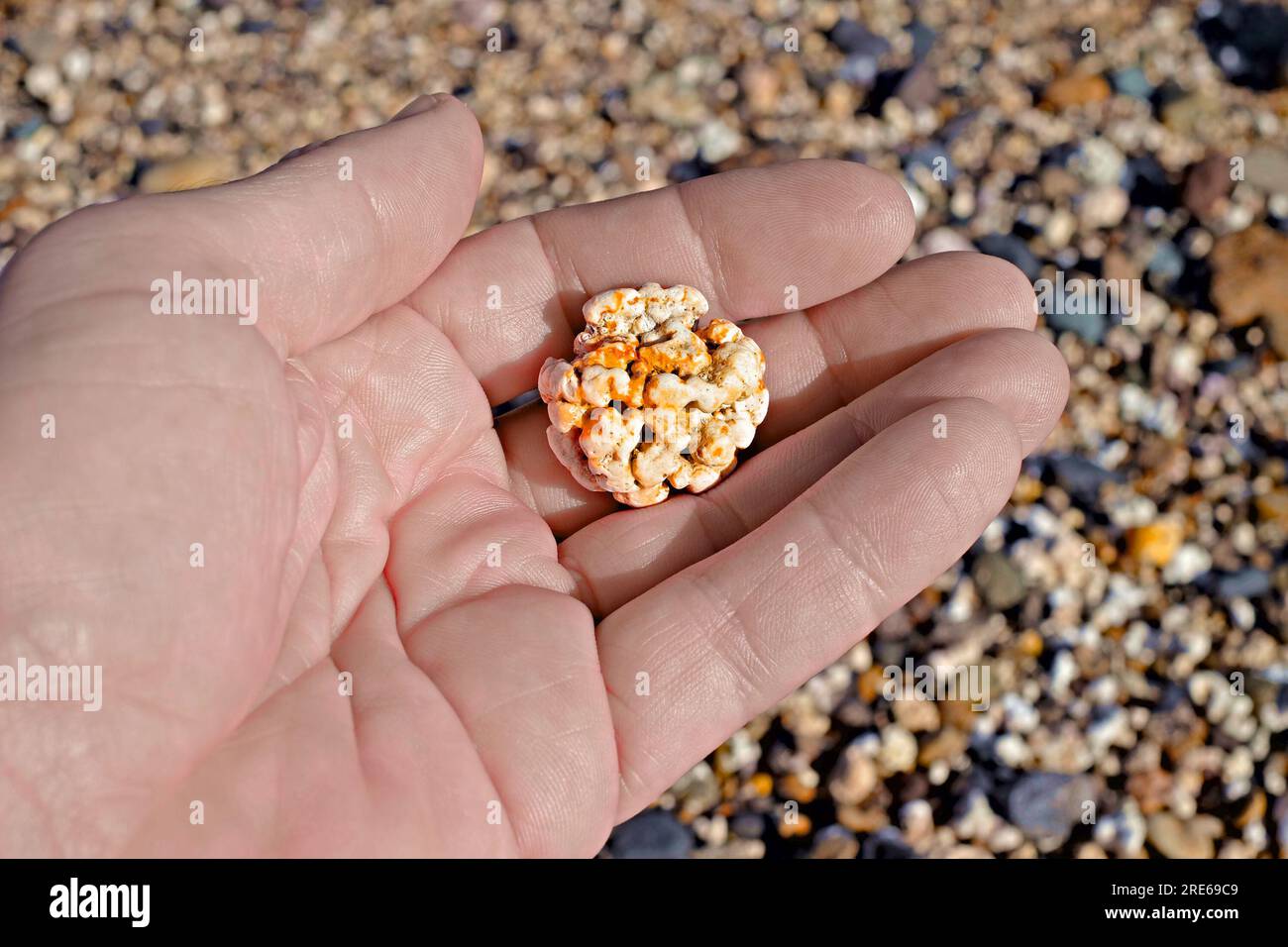 Coraline beach hi-res stock photography and images - Alamy